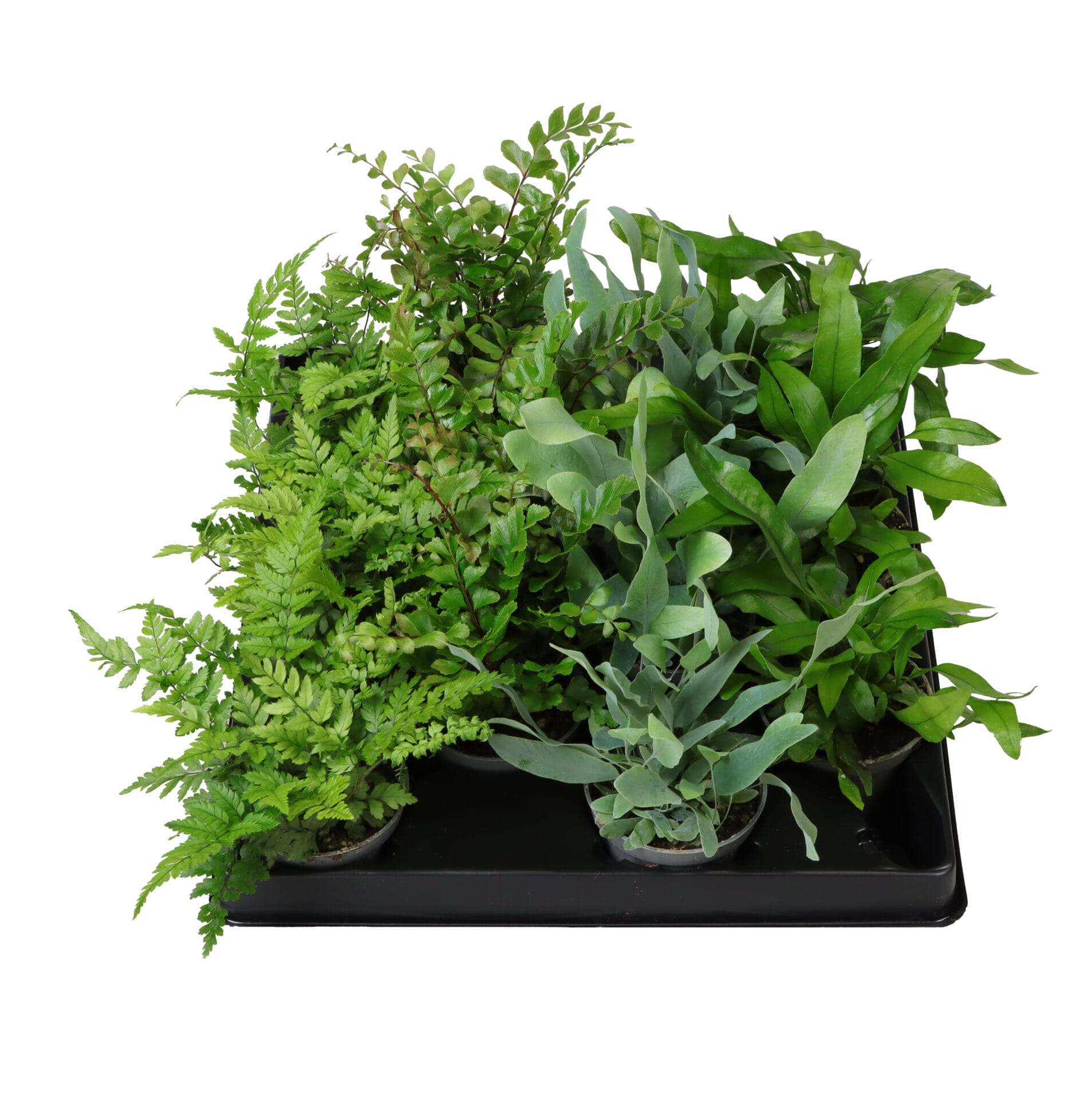 Fern MIX - Lundagerplants