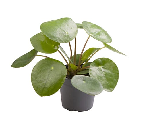 Pilea Peperomioides - Lundagerplants