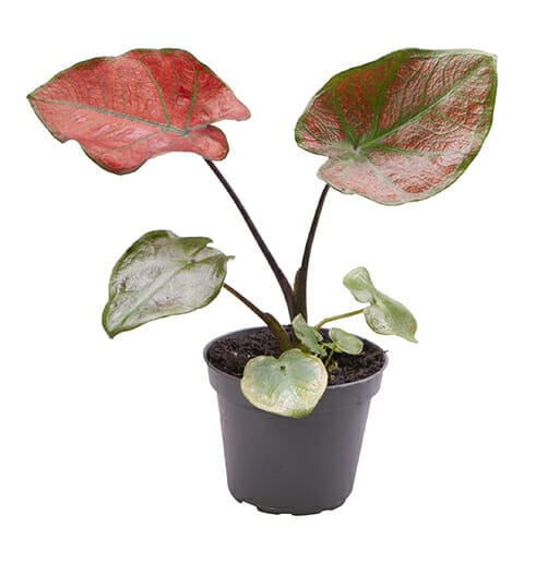 Caladium Valentina - Lundagerplants