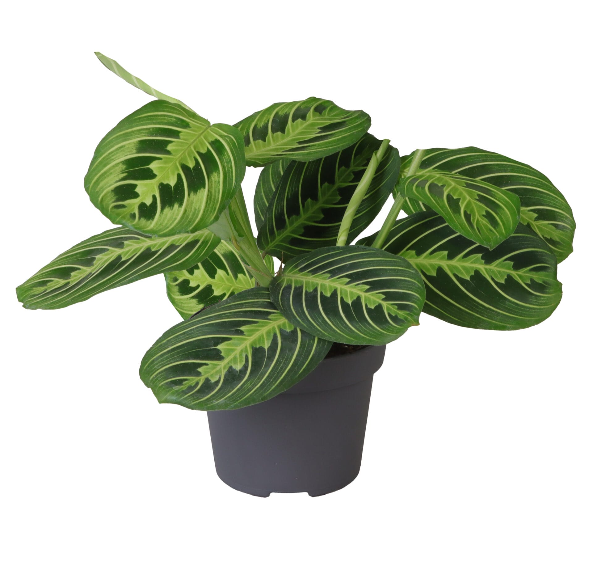 Maranta Lemon Lime 12 cm - Lundagerplants