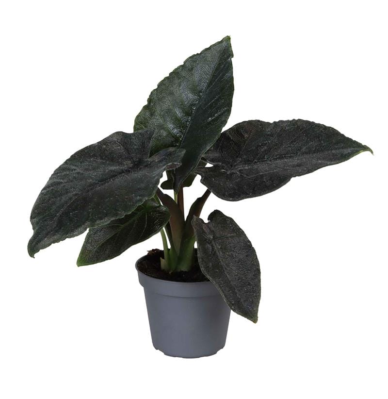 Alocasia Antoro Velvet - Lundagerplants