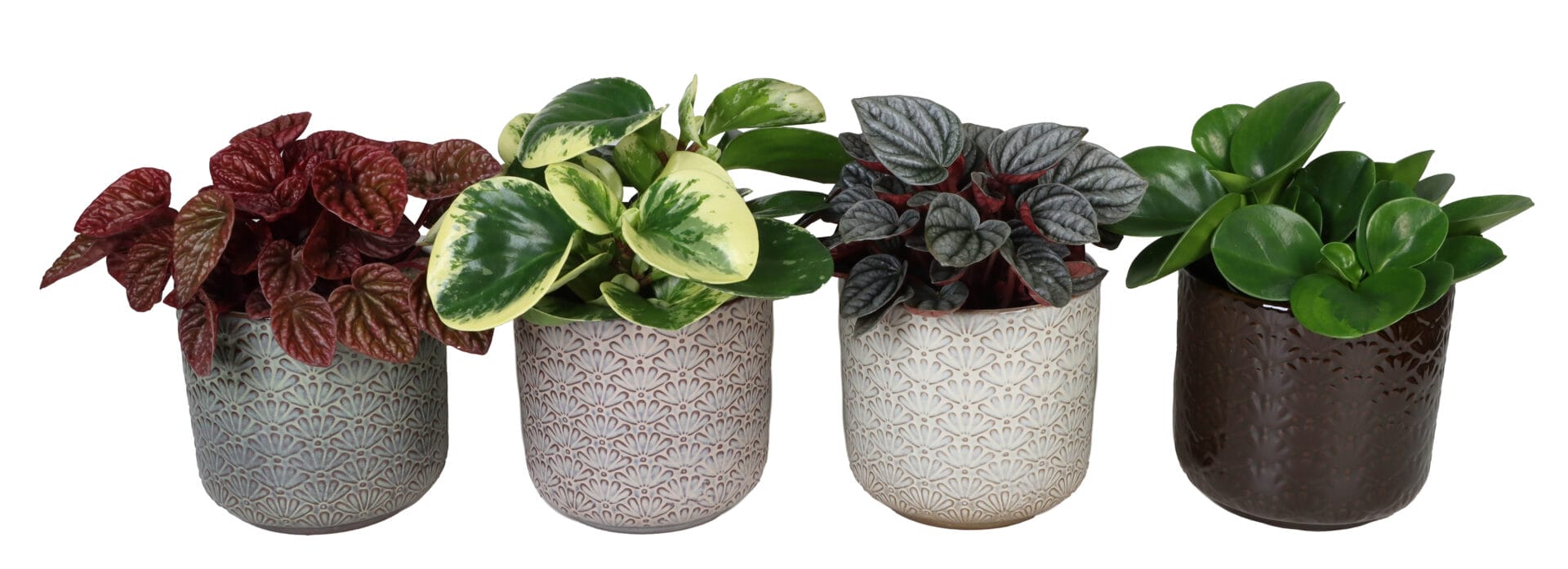 L 67309 mit Peperomia MIX 12 cm - Lundagerplants
