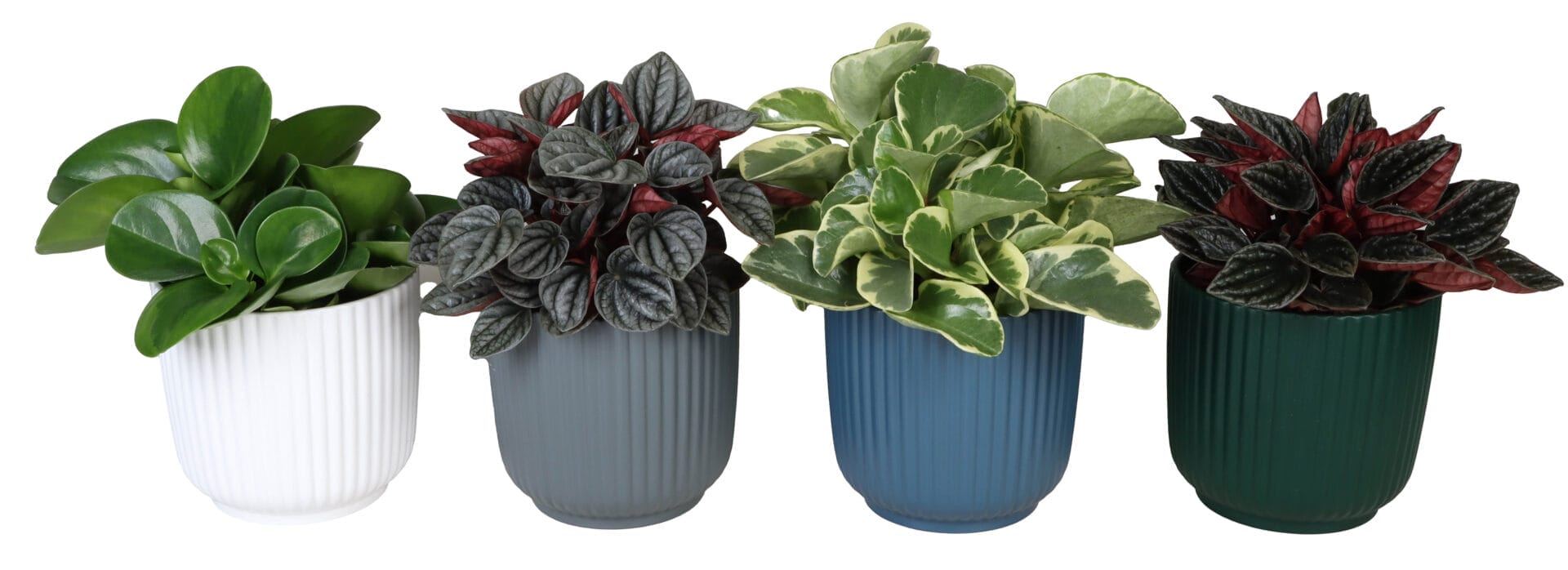 L 67321 avec Peperomia MIX 12 cm - Lundagerplants
