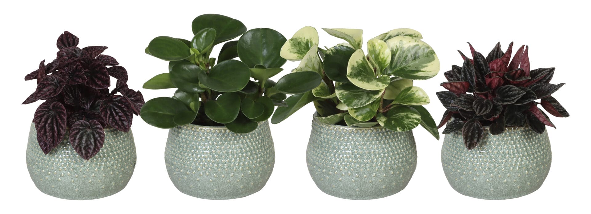 L 67277 mit Peperomia MIX 12 cm - Lundagerplants
