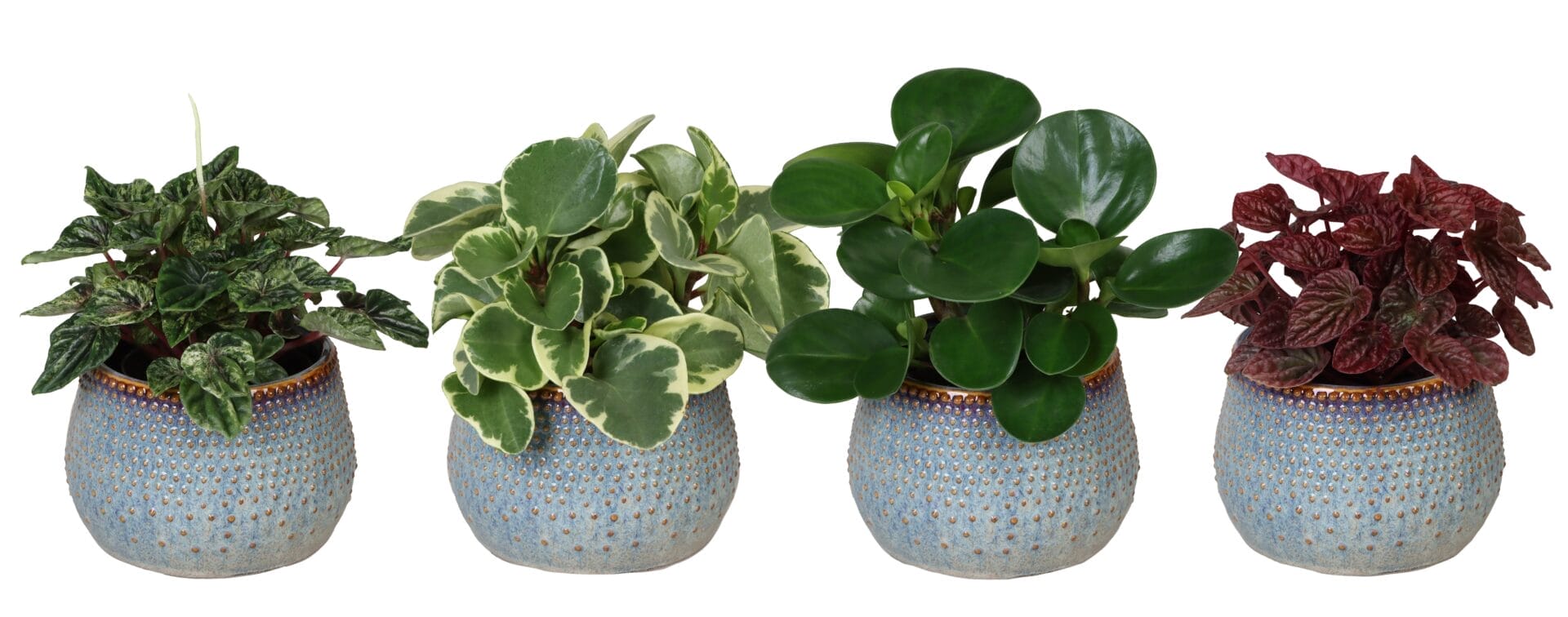 L 67257 with Peperomia MIX 12 cm - Lundagerplants