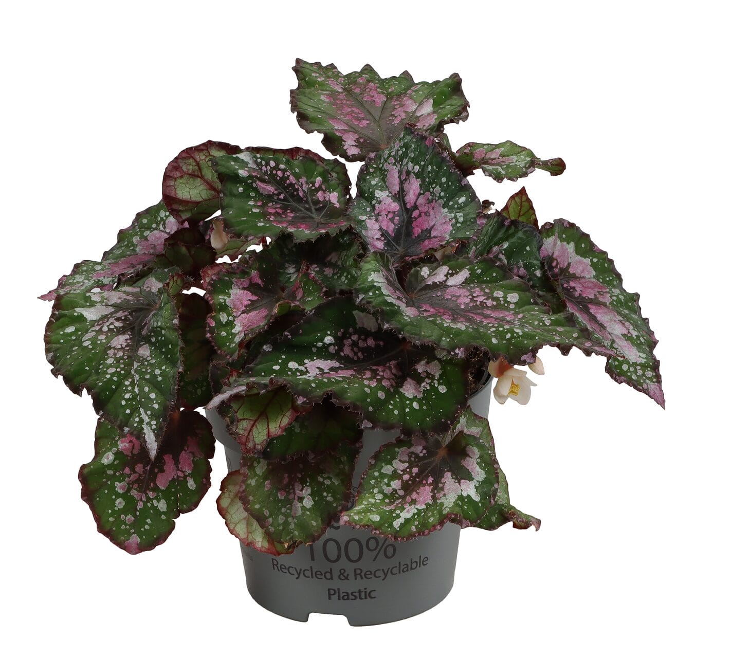 Begonia Rex Alaska Creek - Lundagerplants