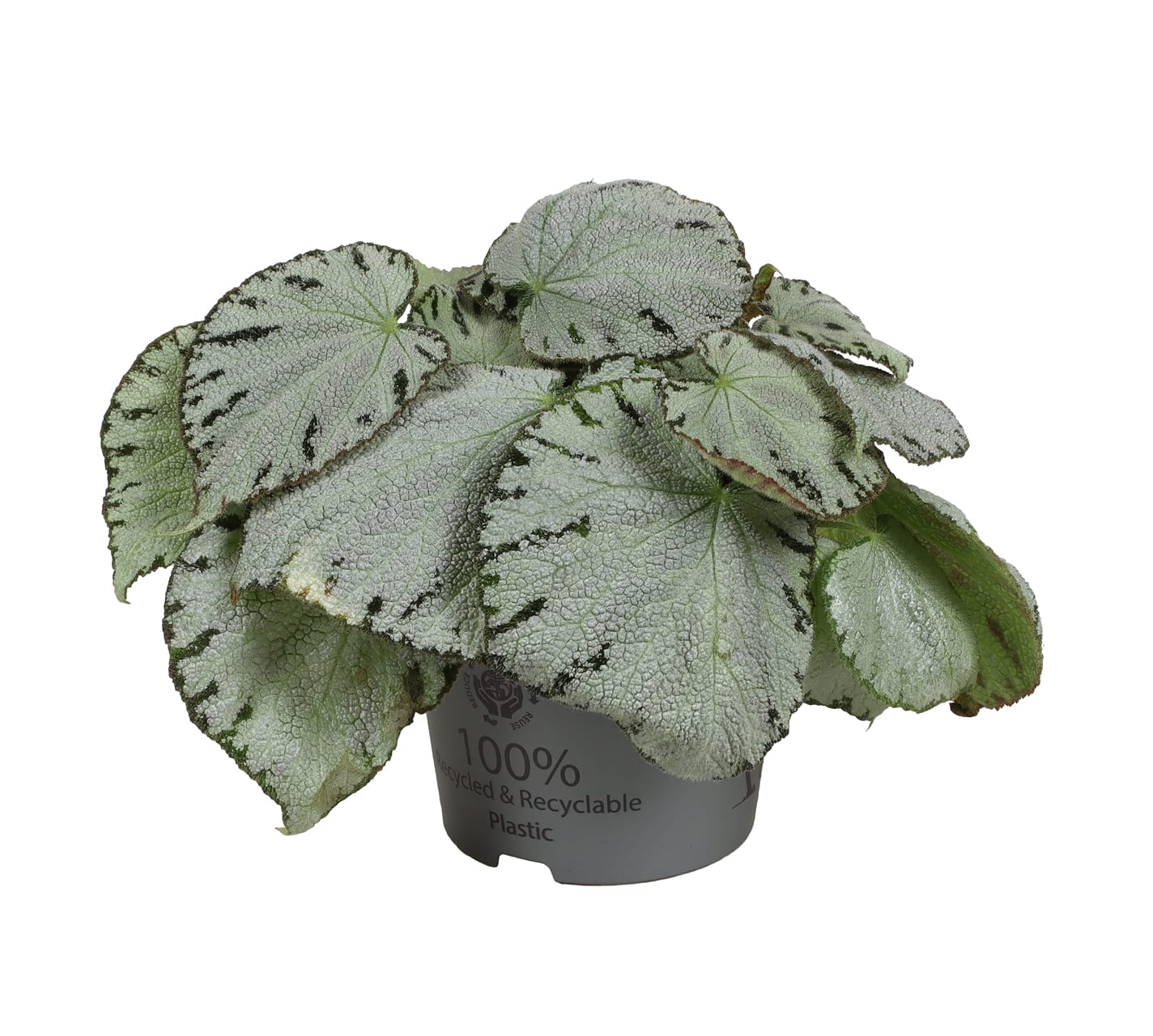 Begonia Special Silver Jewel - Lundagerplants