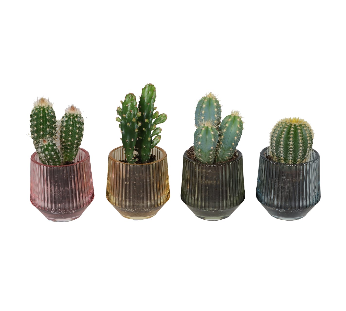 Cactus mix - Lundagerplants