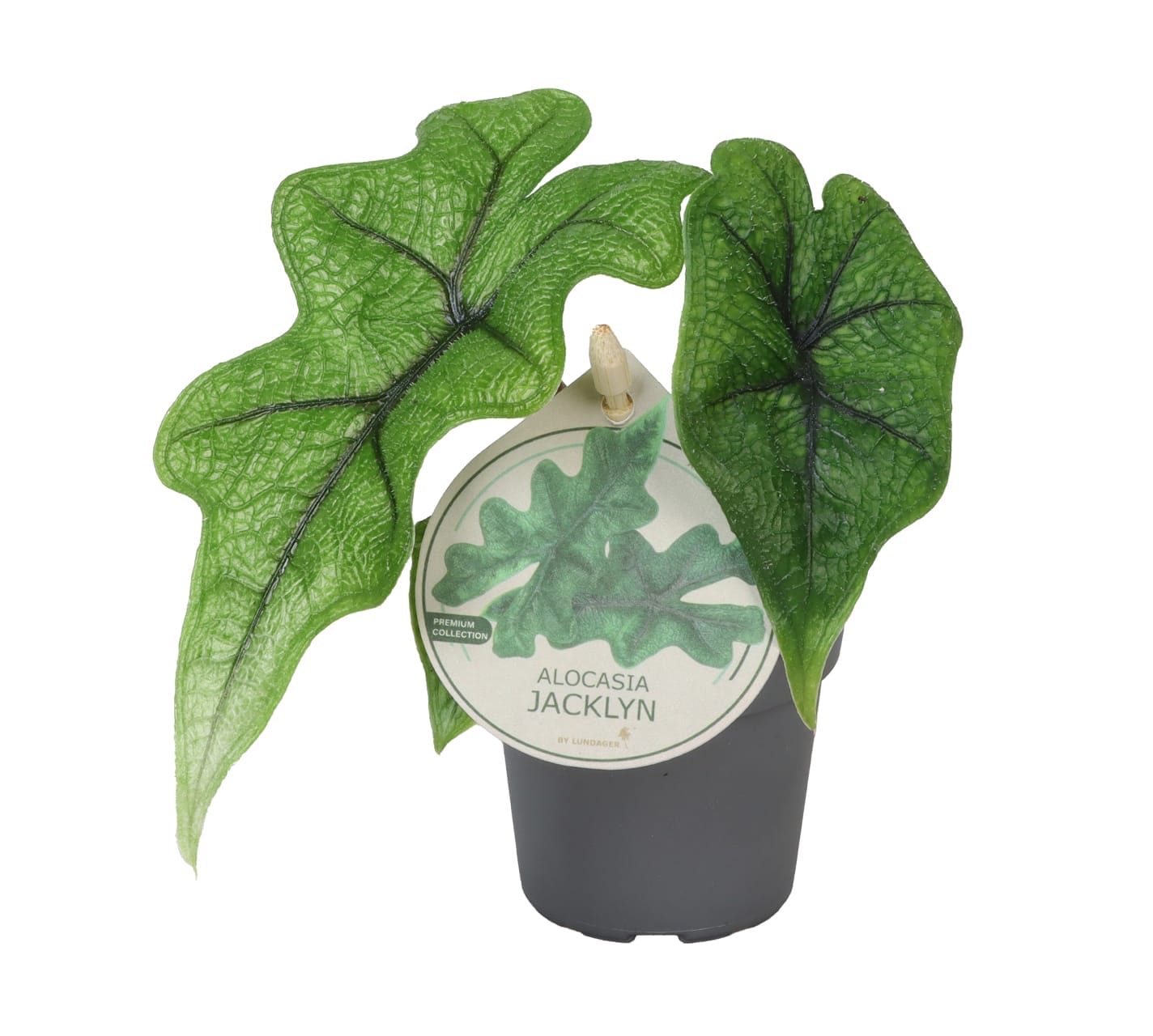 Alocasia Jacklyn - Lundagerplants