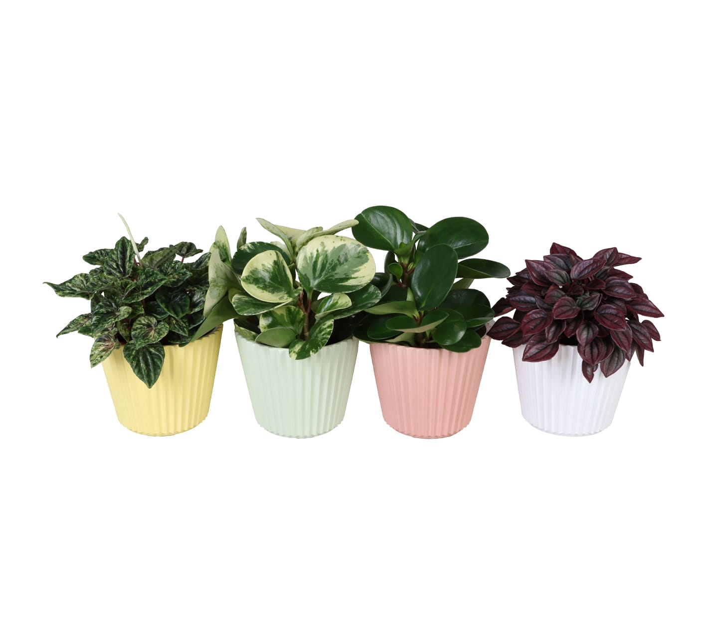 Peperomia Mix - Lundagerplants