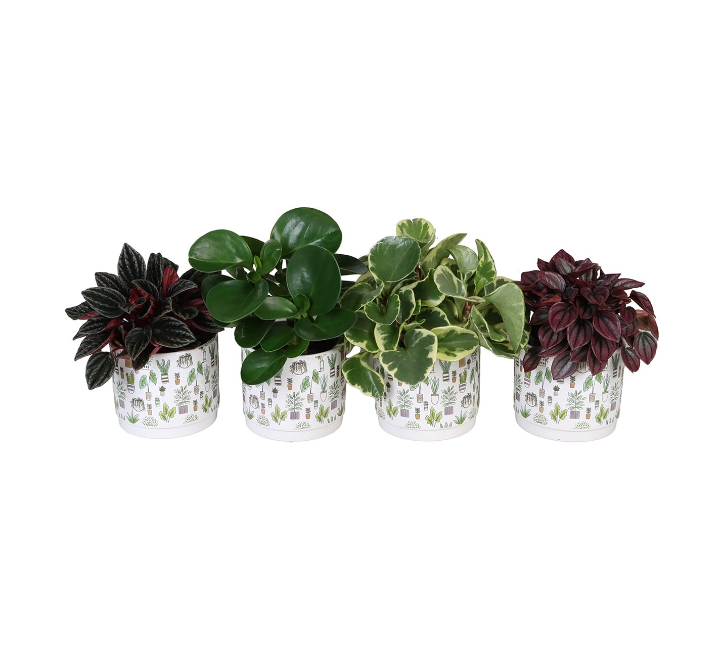 L 66295 mit Peperomia MIX 10.5cm - Lundagerplants