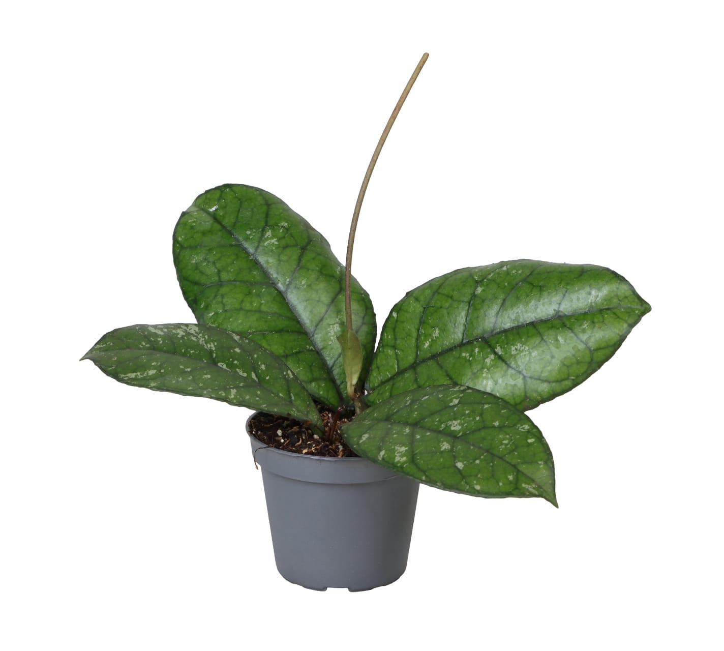 Hoya Callistophylia Sabah - Lundagerplants