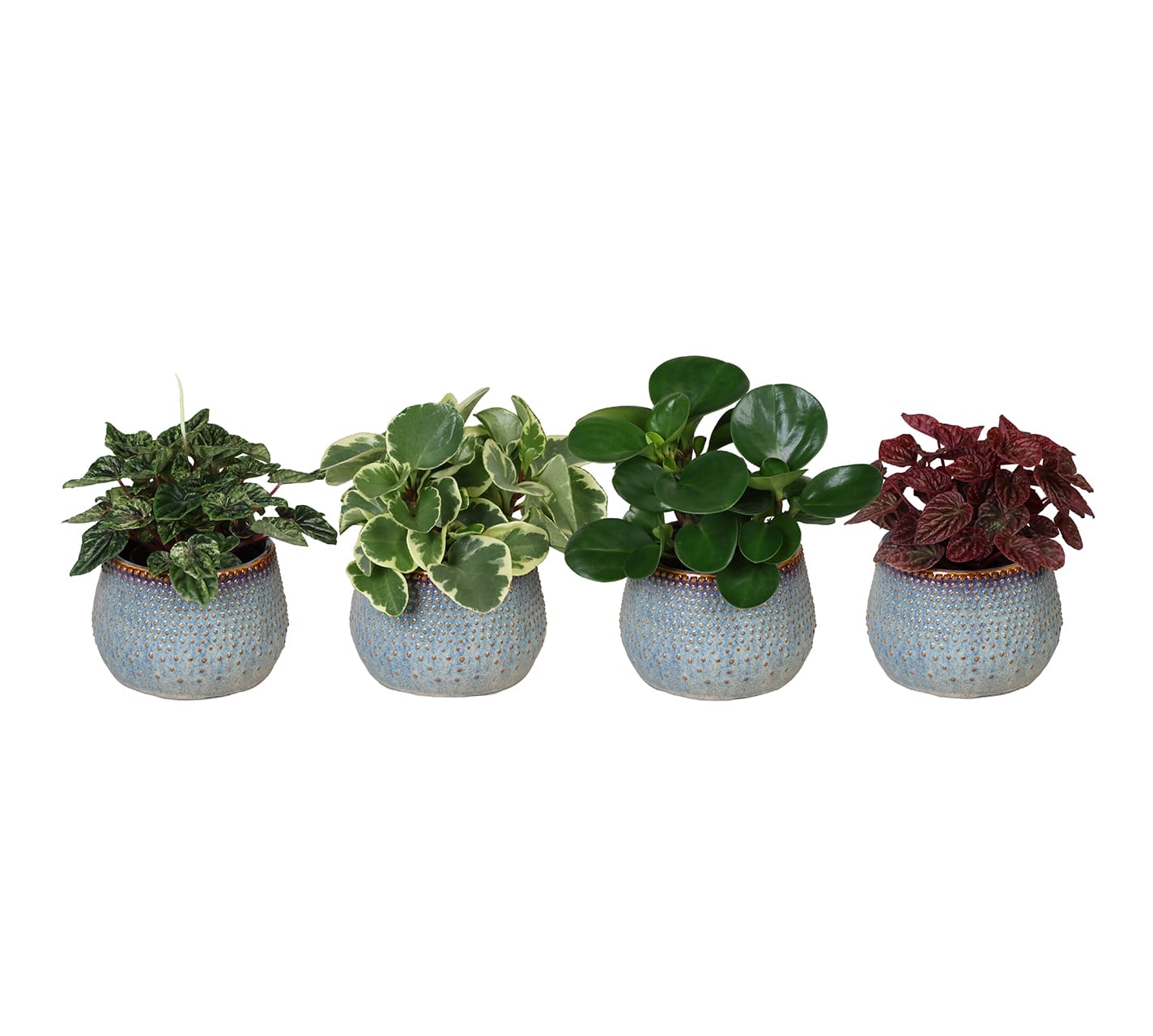 L 67257 with Peperomia MIX 12 cm - Lundagerplants
