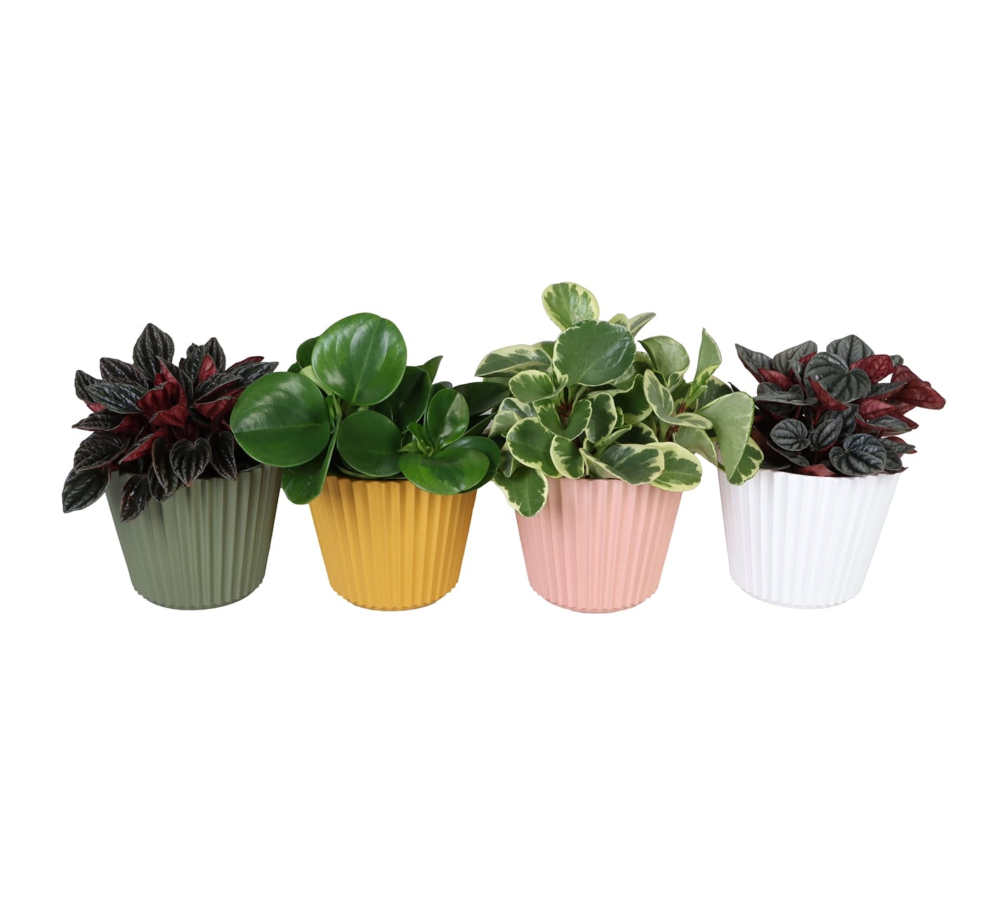 Peperomia Mix - Lundagerplants