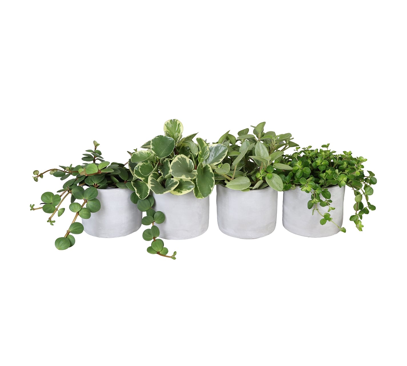 Peperomia Mix - Lundagerplants
