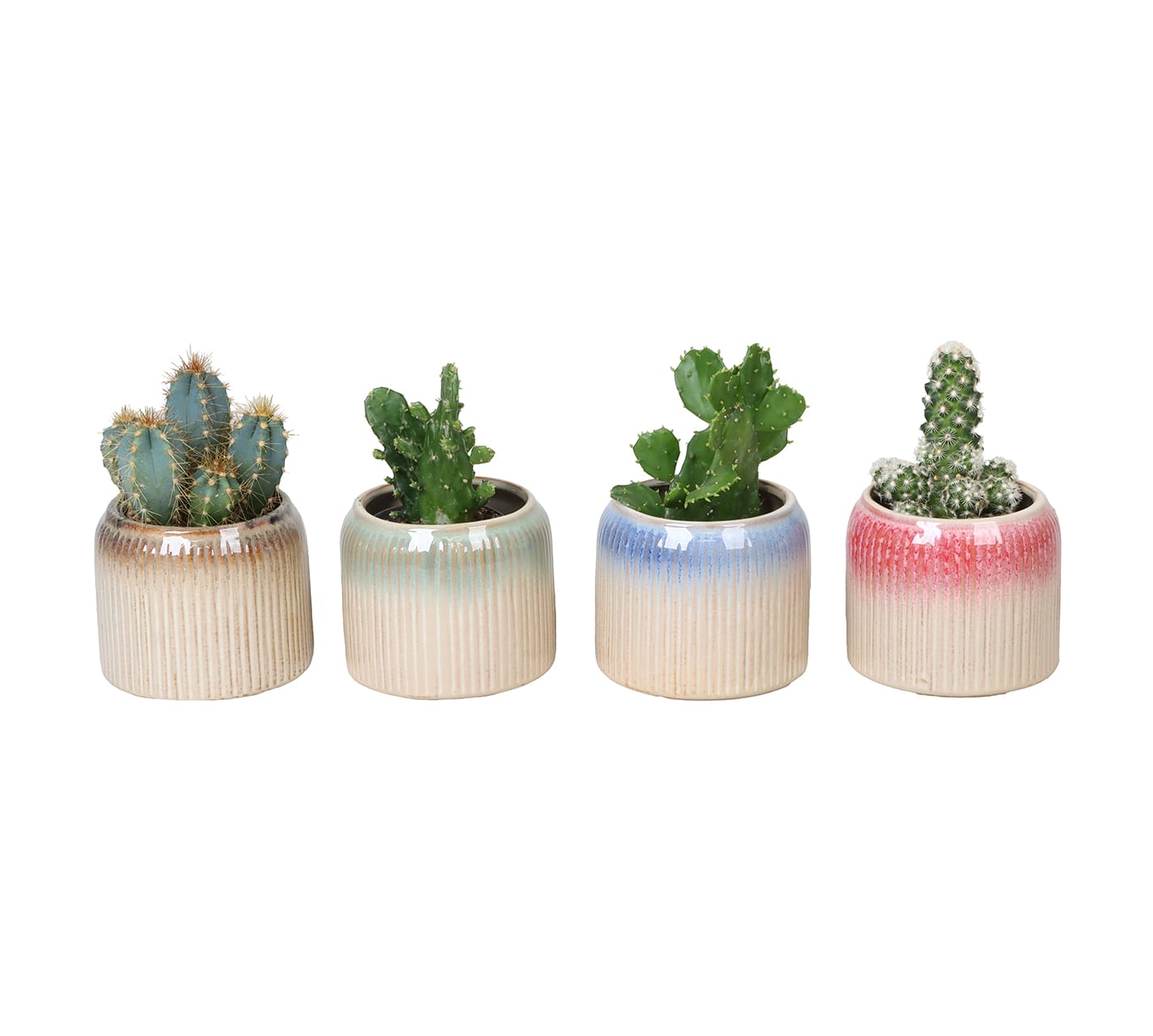 Cactus mix - Lundagerplants